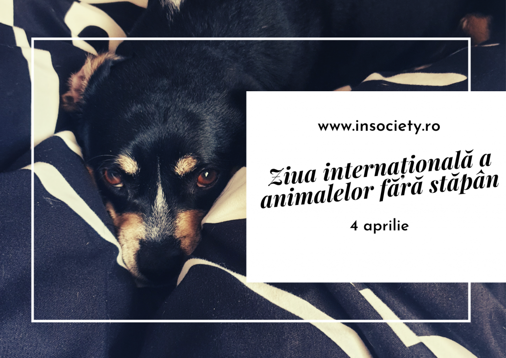 Ziua Internațională a Animalelor Fără Stăpân: care este statul care nu ...